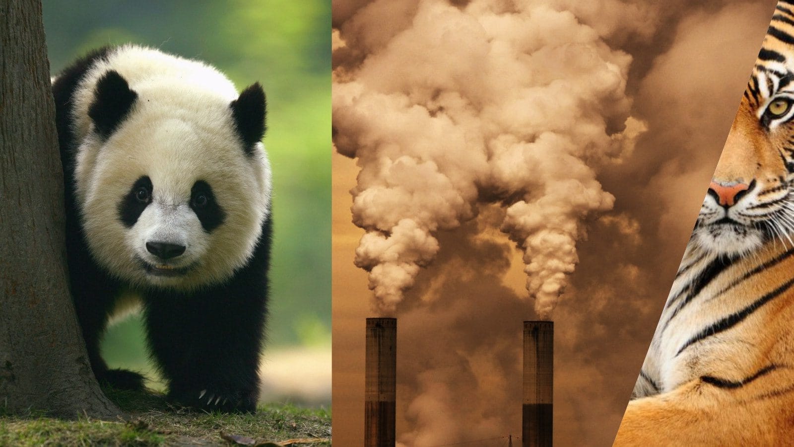 Chinese Panda, Bengal Tiger and Rampal - Bangladesh Circle